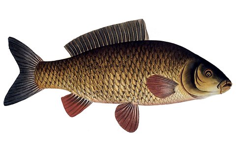 Karp - Arter och livsmiljöer - Havs- och vattenmyndigheten