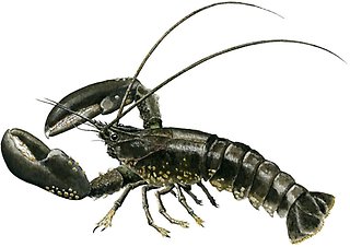 Hummer (Homarus gammarus) - Arter och livsmiljöer - Havs- och ...