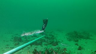 Uppföljning av effekter av fiskereglering i marina skyddade områden ...