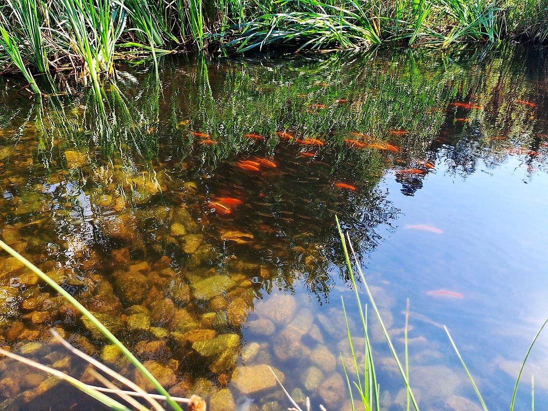 Guldfisk - Arter och livsmiljöer - Havs- och vattenmyndigheten