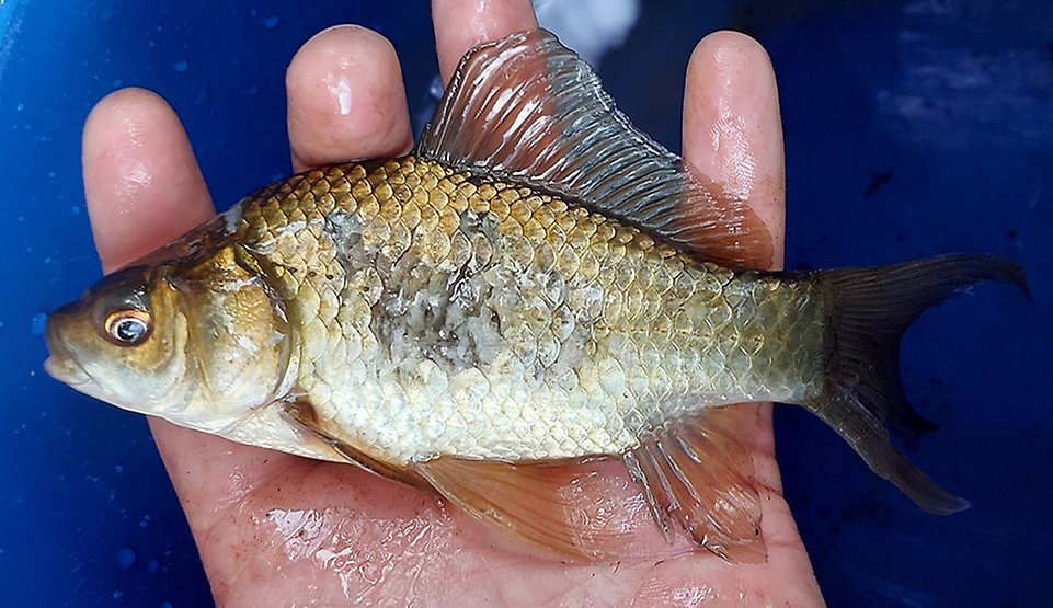 Guldfisk - Arter och livsmiljöer - Havs- och vattenmyndigheten