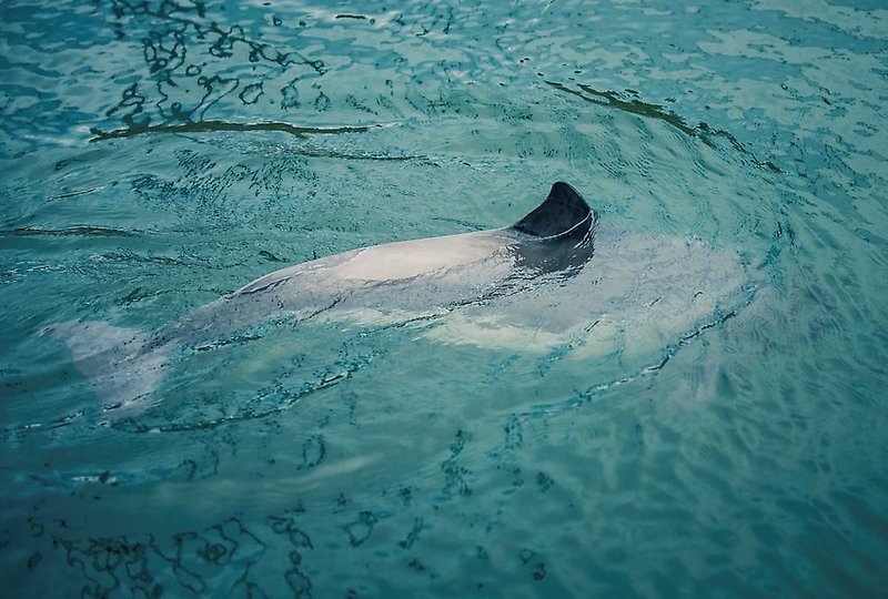 Tumlare - Miljöövervakning - Övervakning och uppföljning - Havs- och ...