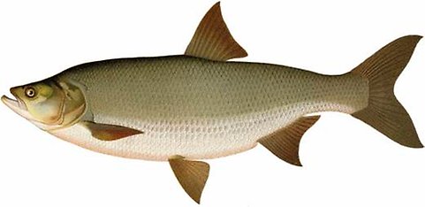 Asp - Arter och livsmiljöer - Havs- och vattenmyndigheten