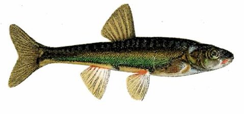 Elritsa - Arter och livsmiljöer - Havs- och vattenmyndigheten