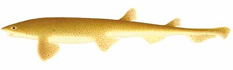 Småfläckig rödhaj - Arter och livsmiljöer - Havs- och vattenmyndigheten