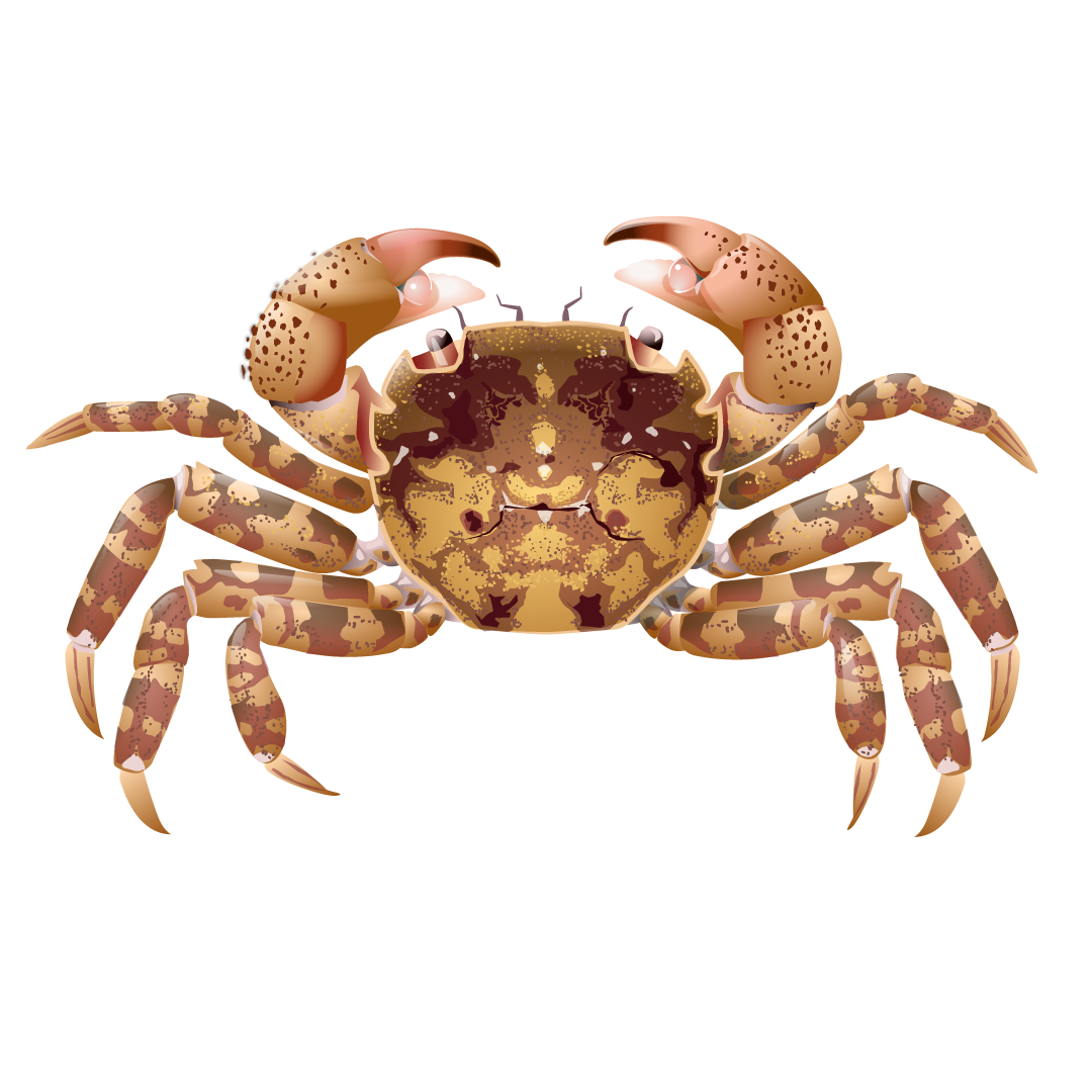 Blåskrabba - Asiatisk strandkrabba - Arter och livsmiljöer - Havs- och ...