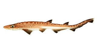 Hågäl - Arter och livsmiljöer - Havs- och vattenmyndigheten