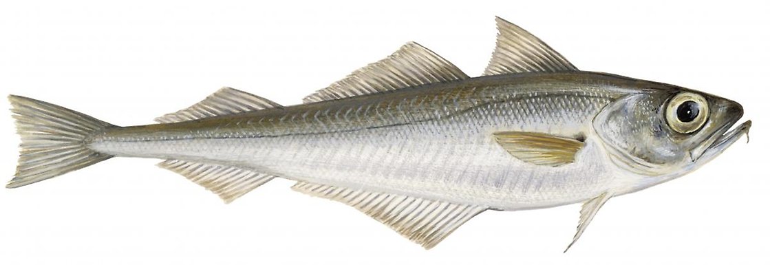 Vitlinglyra - Arter och livsmiljöer - Havs- och vattenmyndigheten