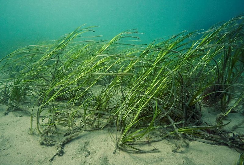 Ålgräsängar - Ålgräs - Arter och livsmiljöer - Havs- och vattenmyndigheten