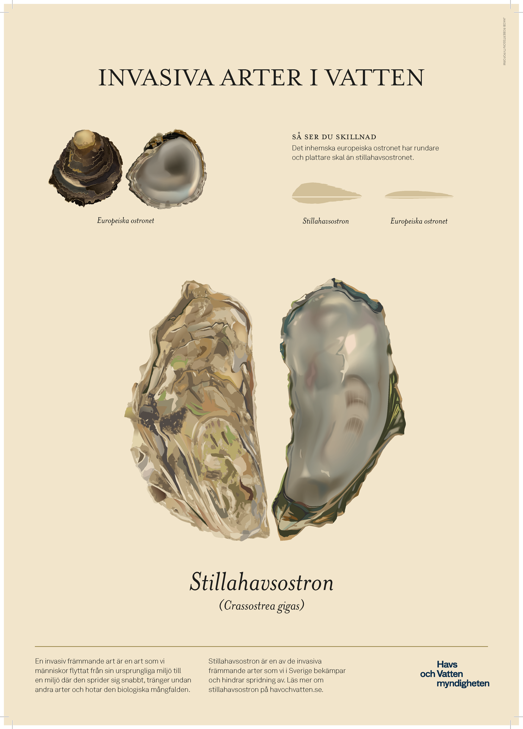 Stillahavsostron - Japanskt jätteostron - Arter och livsmiljöer - Havs ...