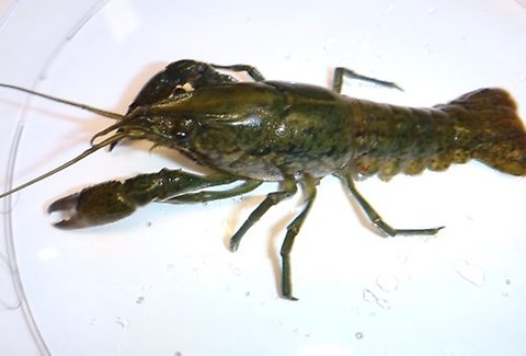 Marbled Crayfish - Swedish Agency for Marine and Water Management
