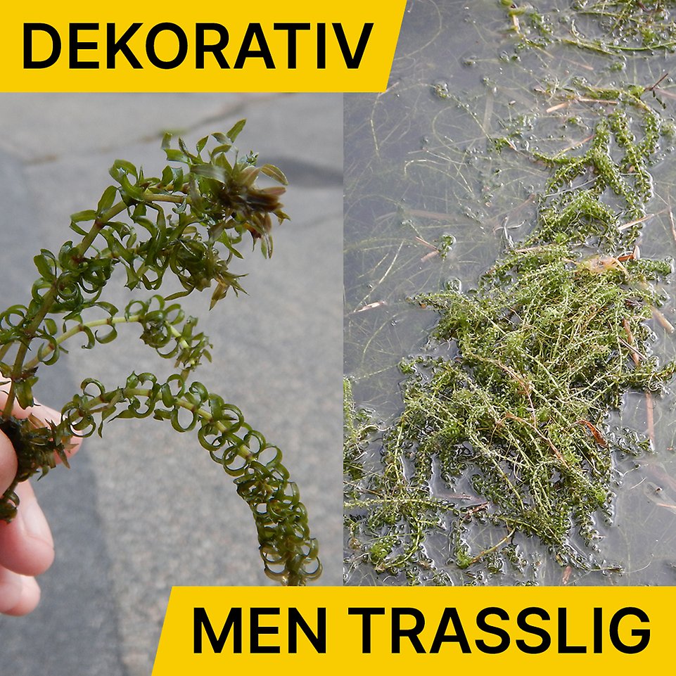 Informationsmaterial - Arter och livsmiljöer - Havs- och vattenmyndigheten