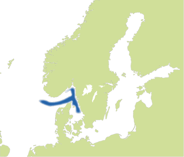 Kummel - Arter och livsmiljöer - Havs- och vattenmyndigheten