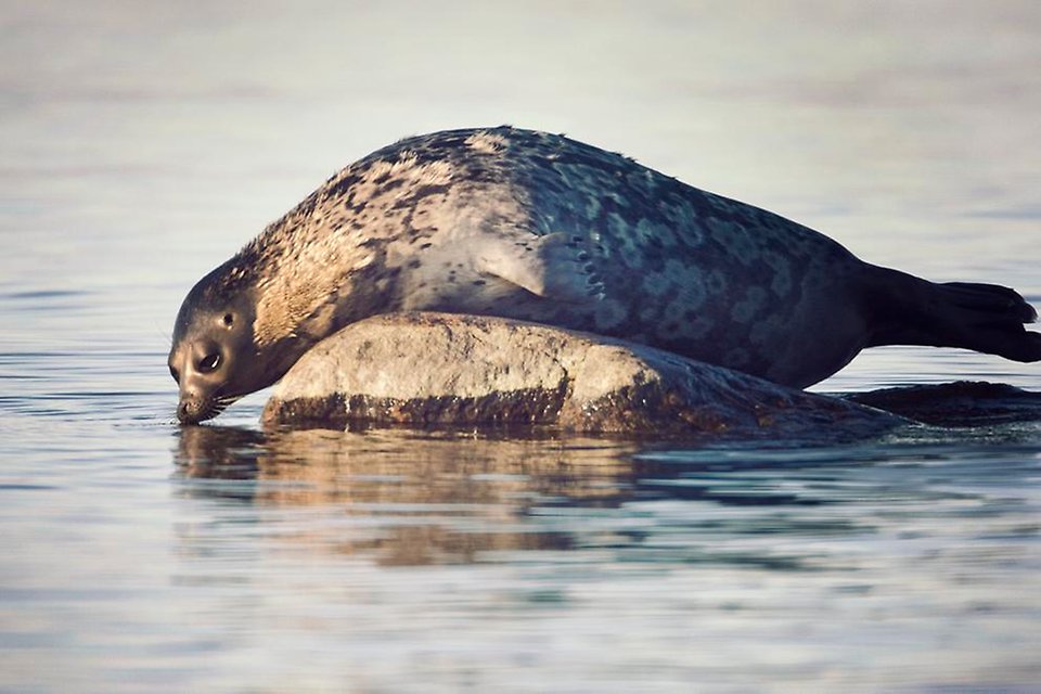 Ny rapport ger ökad kunskap om sälar - Aktuellt - Havs- och ...