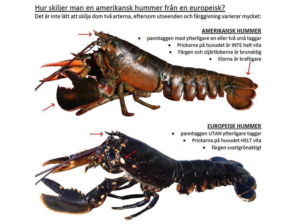 Håll utkik efter amerikansk hummer när du fiskar - Aktuellt - Havs- och ...
