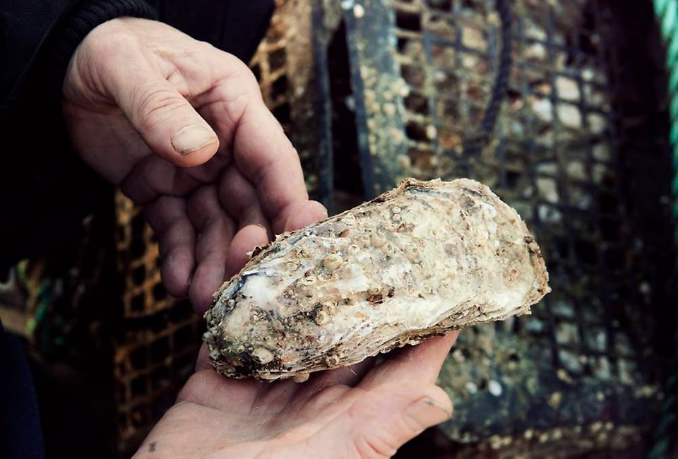 Stillahavsostron - Japanskt jätteostron - Arter och livsmiljöer - Havs ...