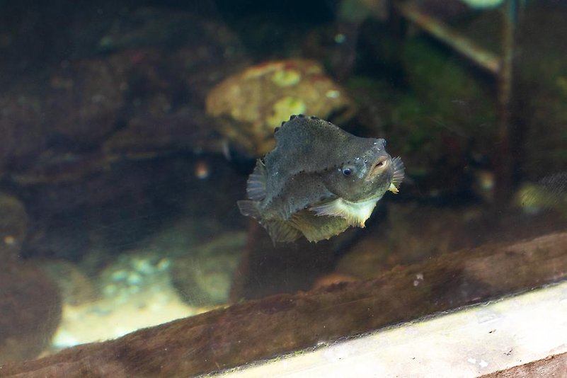 HaV förbjuder fiske efter sjurygg - Aktuellt - Havs- och vattenmyndigheten