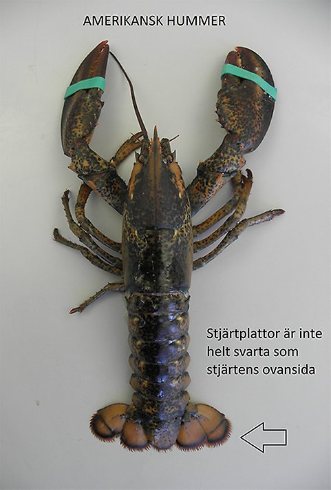 Amerikansk hummer - Arter och livsmiljöer - Havs- och vattenmyndigheten