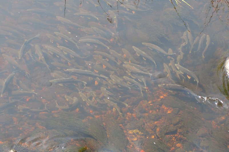 Nytt åtgärdsprogram ska gynna svagsimmande fiskarter - Aktuellt - Havs ...