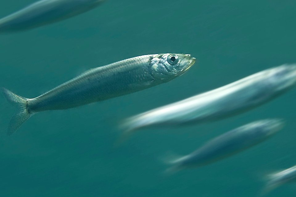 Ny lägesrapport om åtgärder som motsvarar en utflyttning av trålgränsen ...