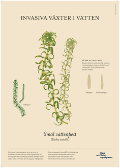 Smal vattenpest - Arter och livsmiljöer - Havs- och vattenmyndigheten