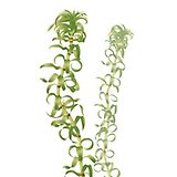 Smal vattenpest - Arter och livsmiljöer - Havs- och vattenmyndigheten